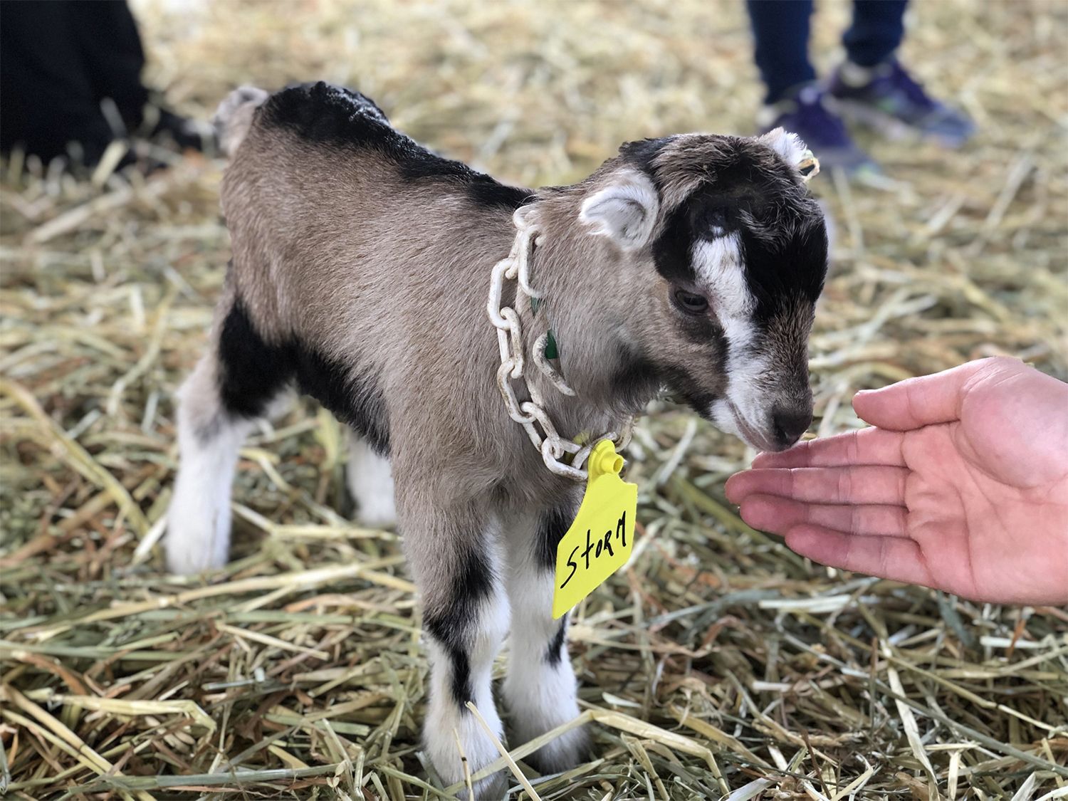 Please Enjoy These Photos of Baby Goats From Goat Fest 2019