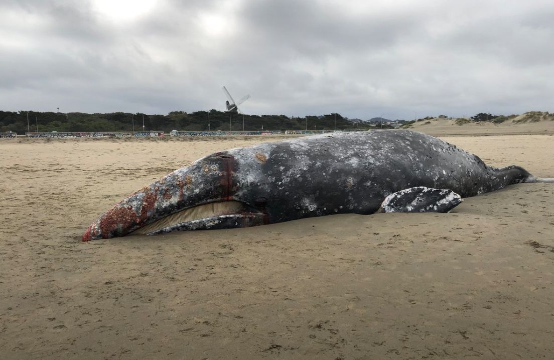 Ninth Dead Gray Whale Washes Ashore, This Time At Ocean Beach