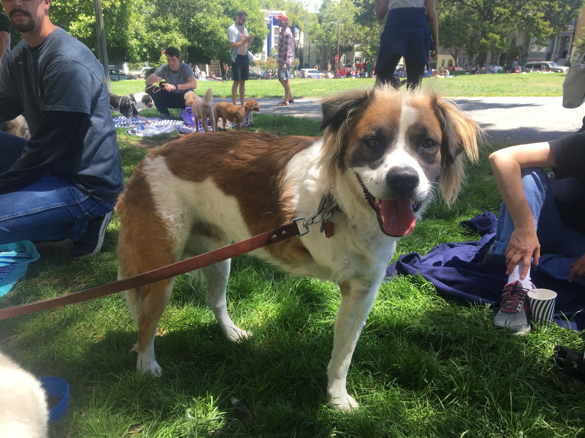 Photos: Three-Legged Dogs Take Over Duboce Park For ‘Tri-Pawed Dog Picnic’