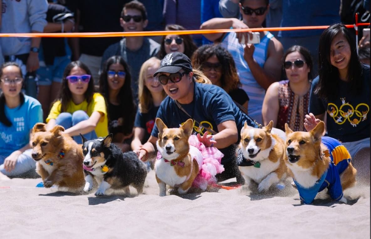 Sunday Links: Corgi Con Draws 1,000 Dogs