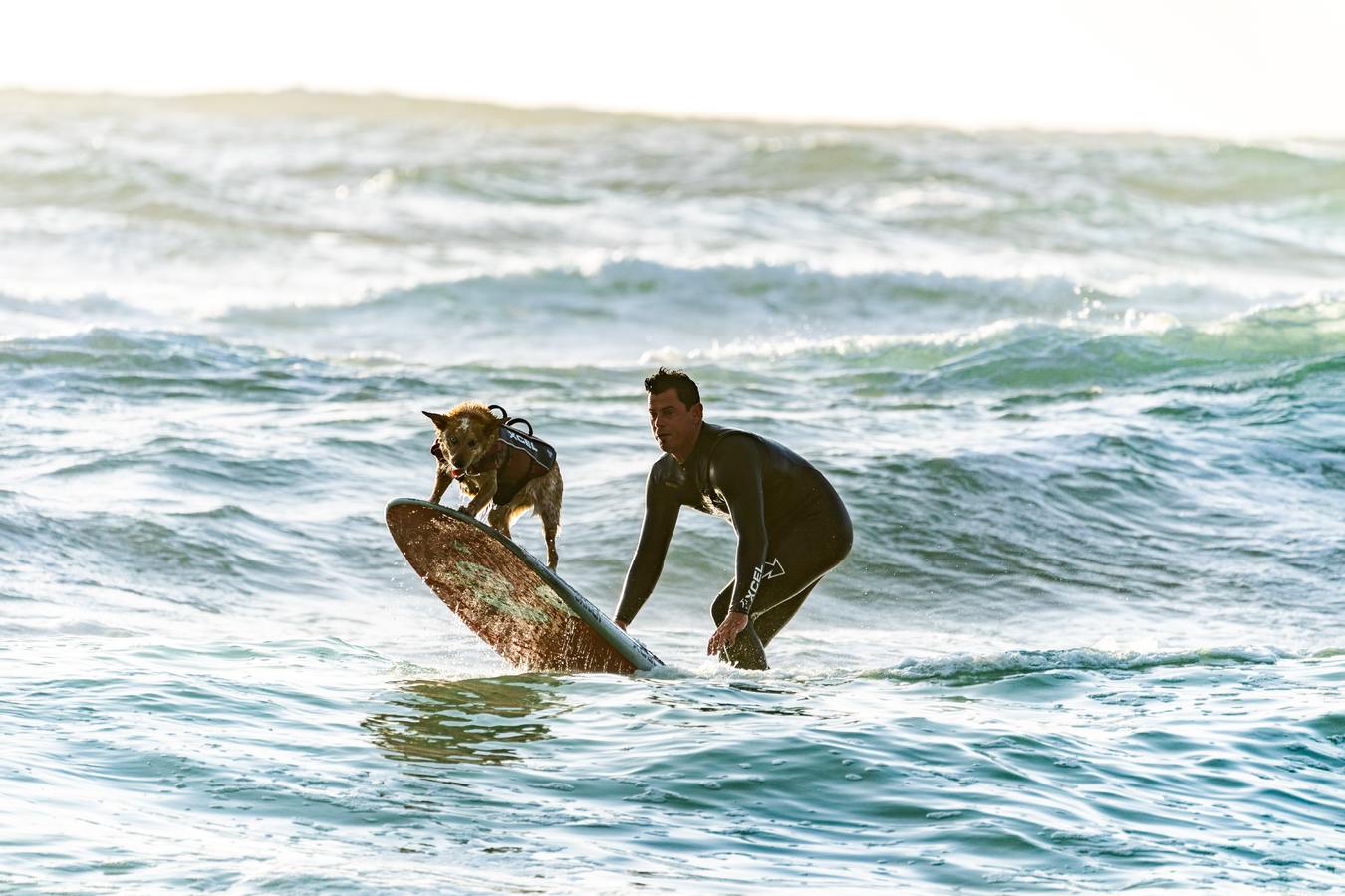 French Bulldog, Cherie, Wins This Year's World Dog Surfing Championships