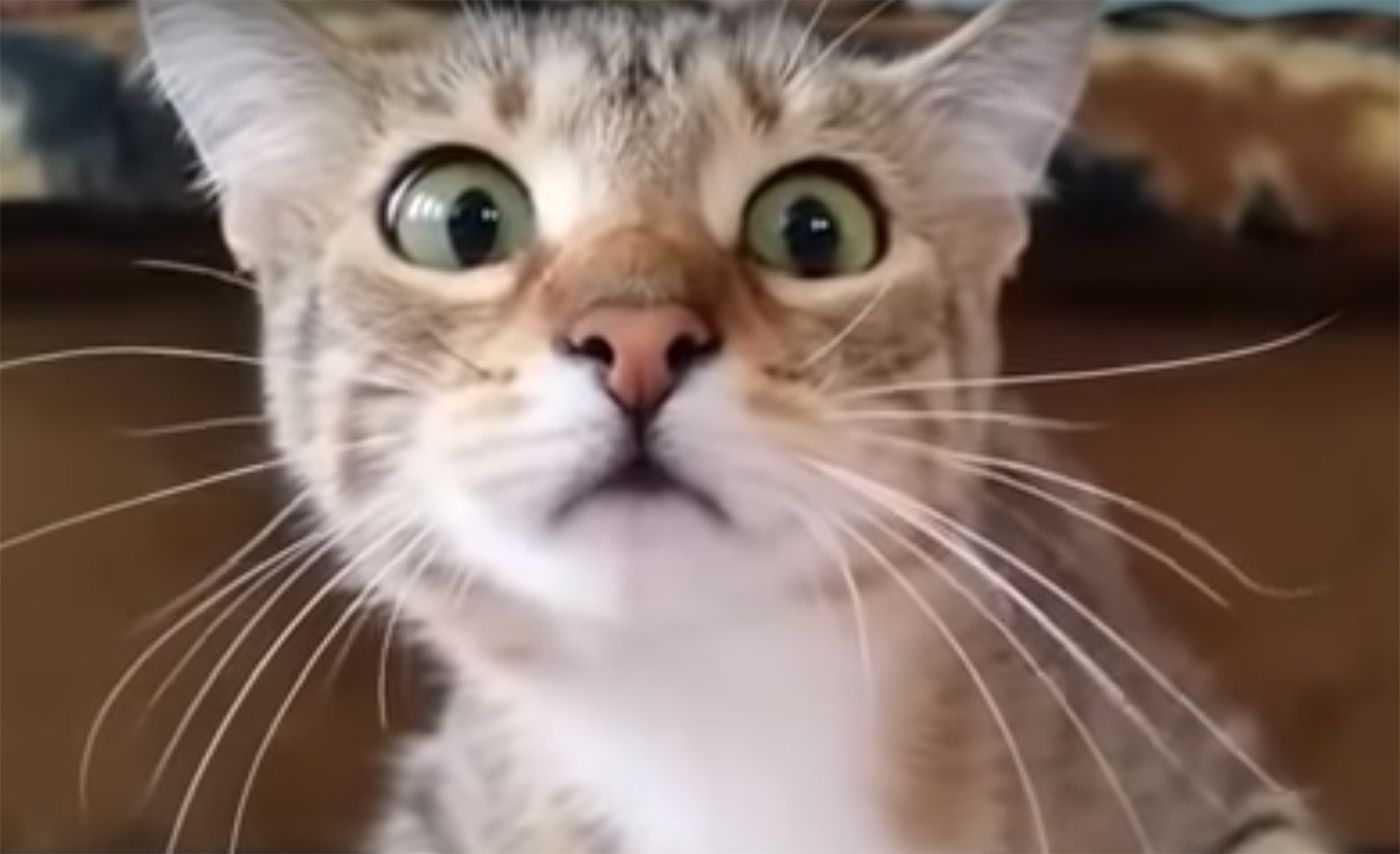 Halloween Palate Cleansers Cat Watches Horror Movie Cat Freaked Out 