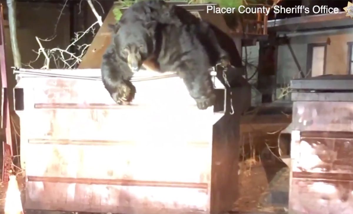 Watch a Bear Get Himself Un-Stuck From a Tahoe Dumpster