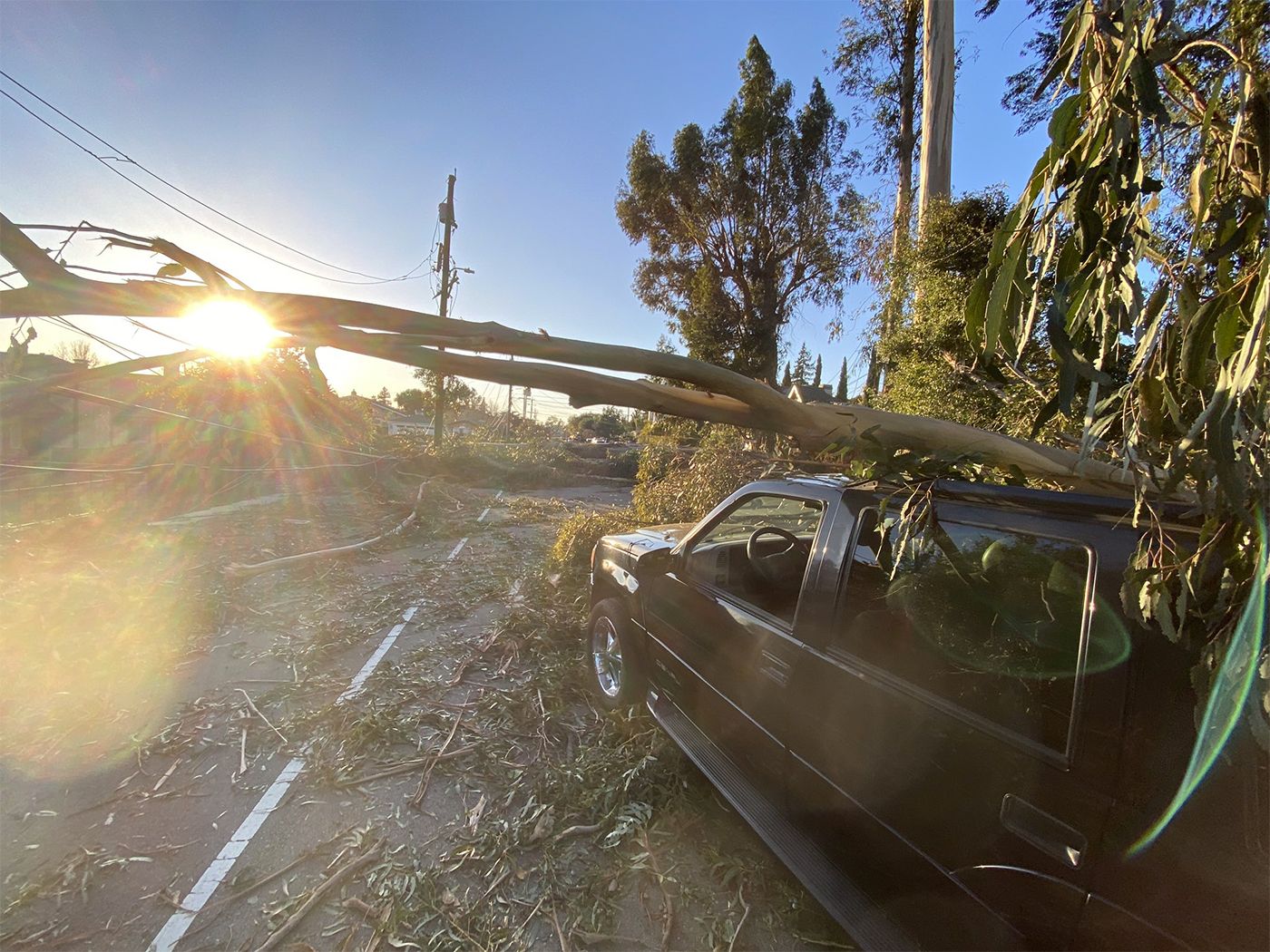 Crazy Wind Storm Knocks Down 15 Trees and 9 Power Lines On One Castro ...