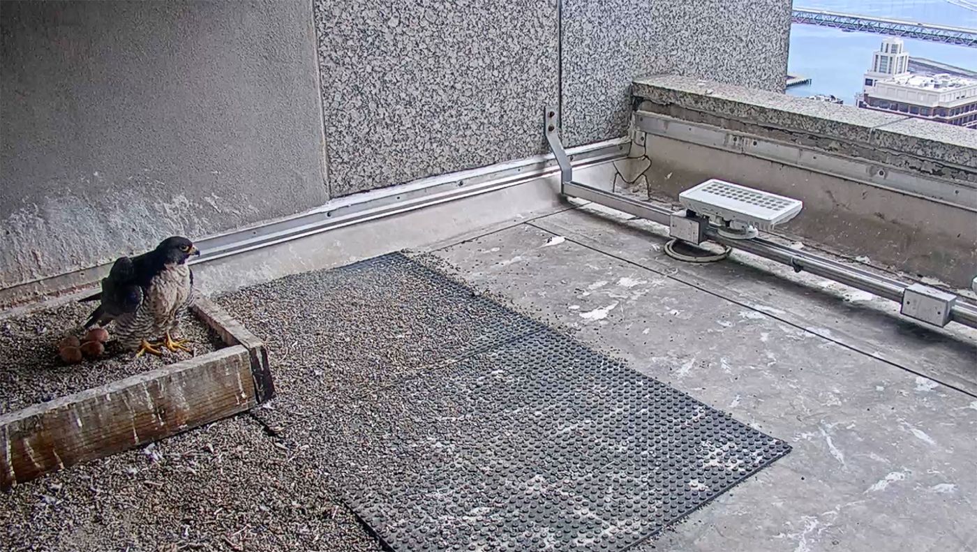 Moment of Zen: The Peregrine Falcon Cam Atop the PG&E Building