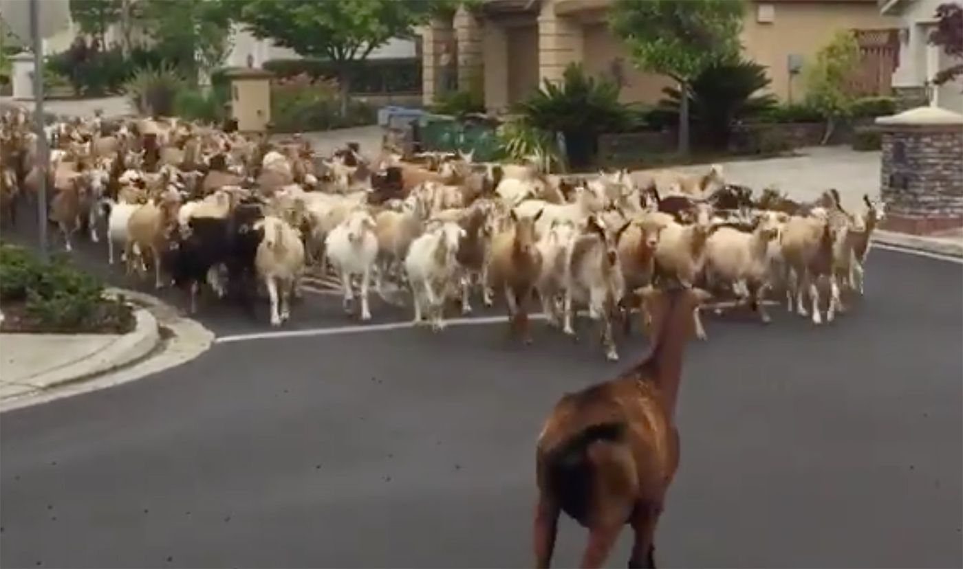 Day Around the Bay: Goats Run Amok Through San Jose Neighborhood