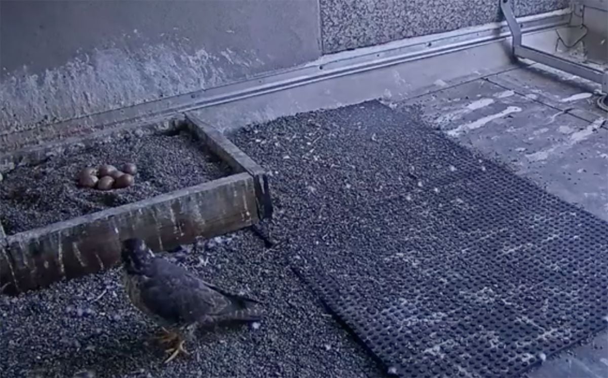 Bad News: Male Peregrine Falcon Ate First Hatchling As It Emerged From ...