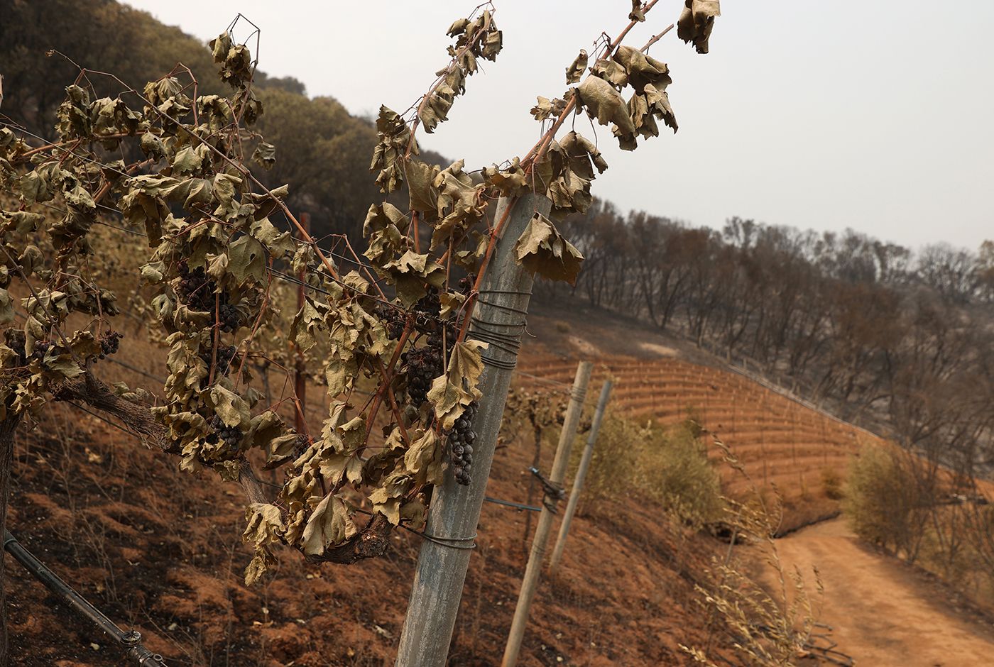 Fire Updates: Gusty West Winds Approach As Containment Levels Rise On ...