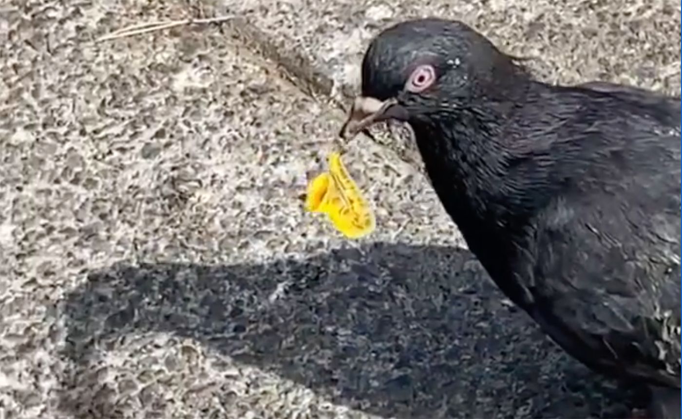 SF Artist/Prankster Puts Tiny Saxophones On the Ground for Pigeons to ...