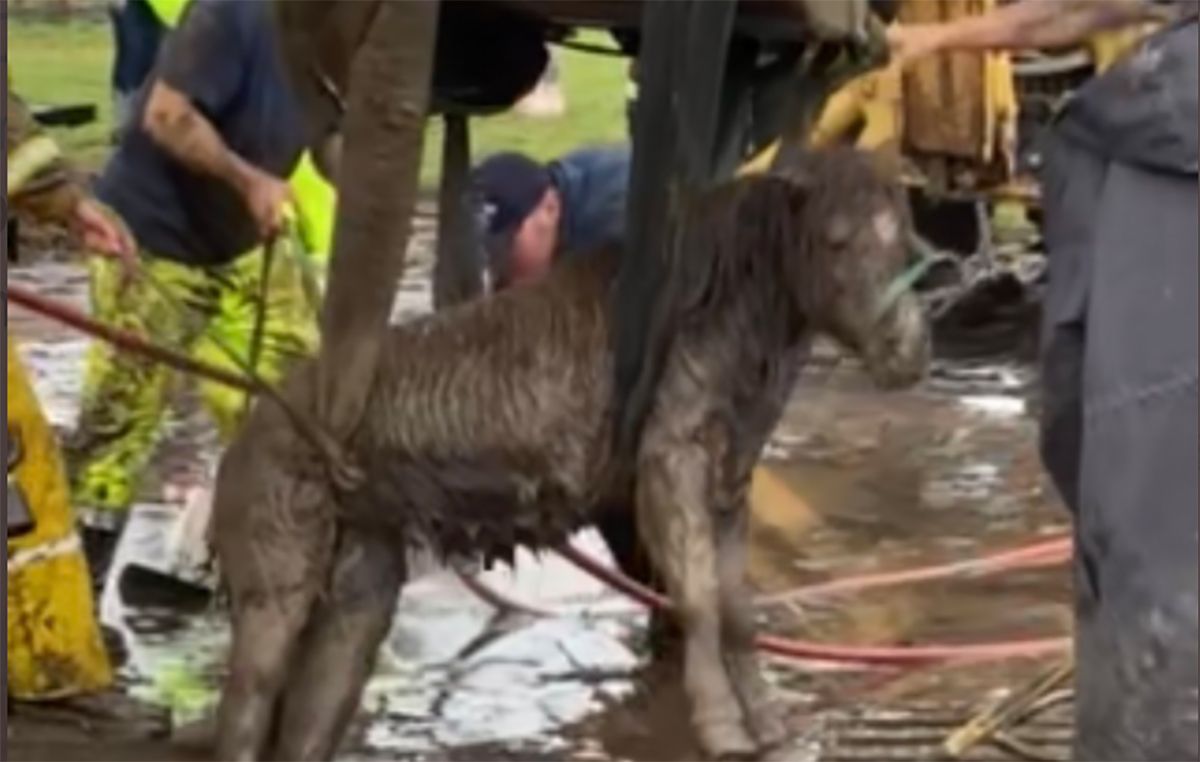 Horse and Pony Rescued From Chest-Deep Mud in Monterey County