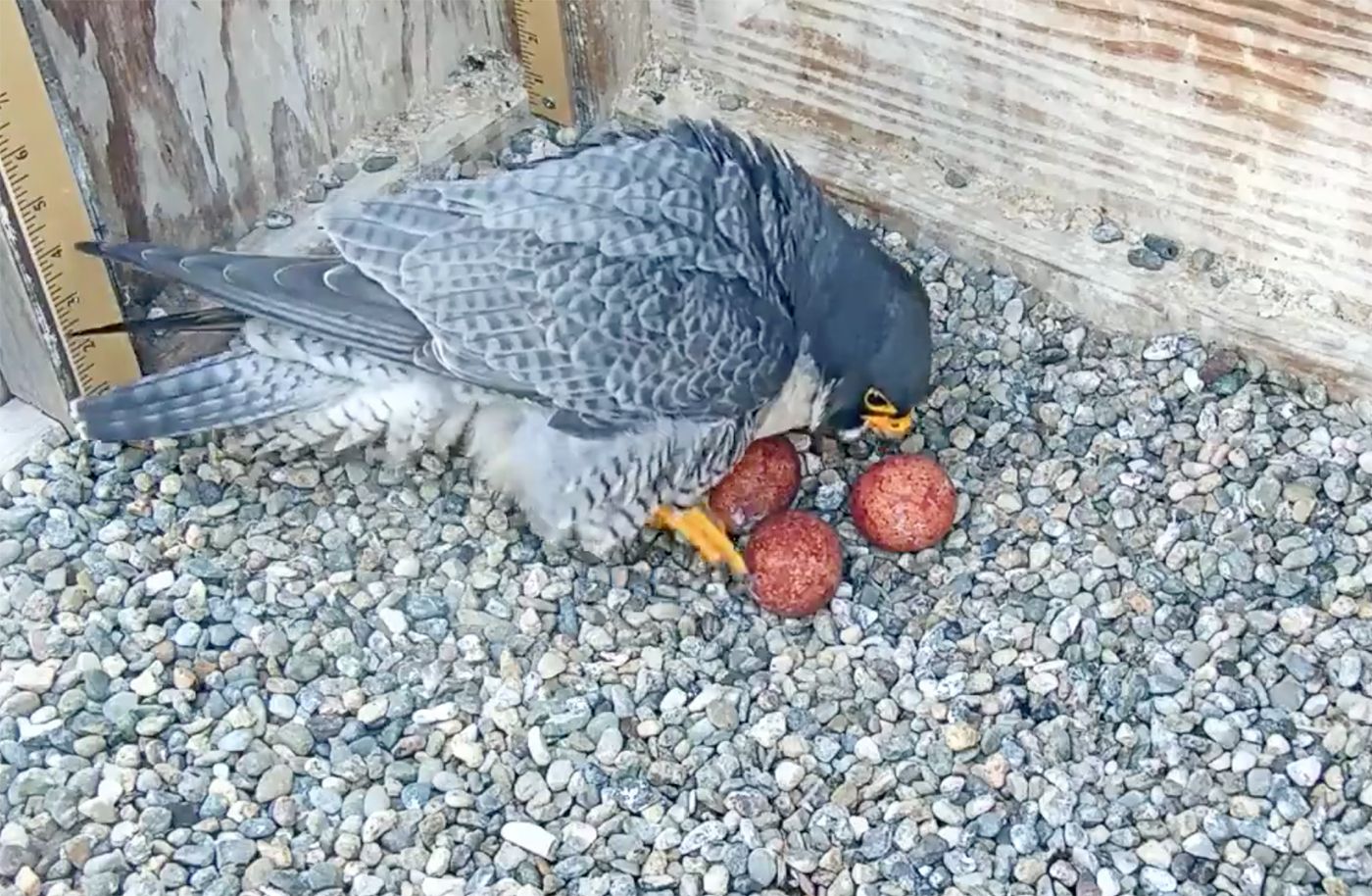 Peregrine Falcon Update: Berkeley Pair Lays Third Egg, Fourth On the Way