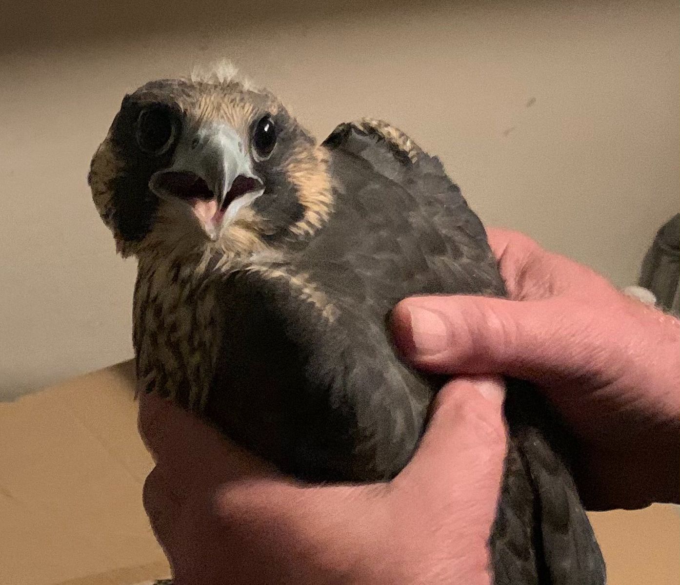 Good Samaritan Rescues Young Falcon From Waters Underneath Bay Bridge