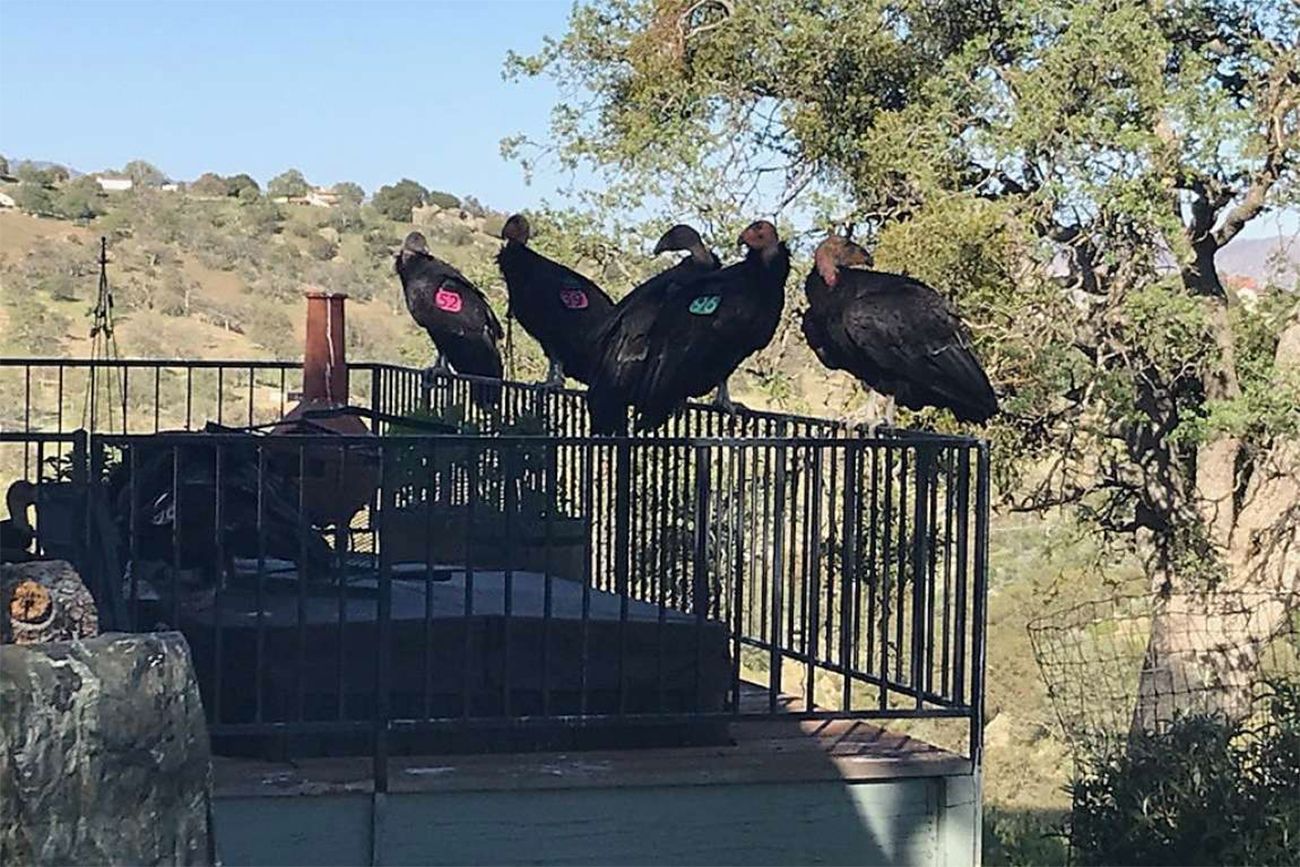Thursday Morning What's Up: Gang of Condors Invades California Woman's Deck