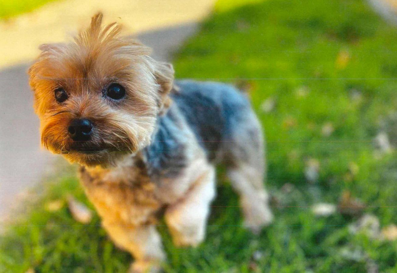 Monday Morning Headlines: Stolen Yorkie Found!