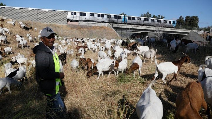 BART Has Deployed Its Goat Herd to Tame Excess Fire-Prone Vegetation