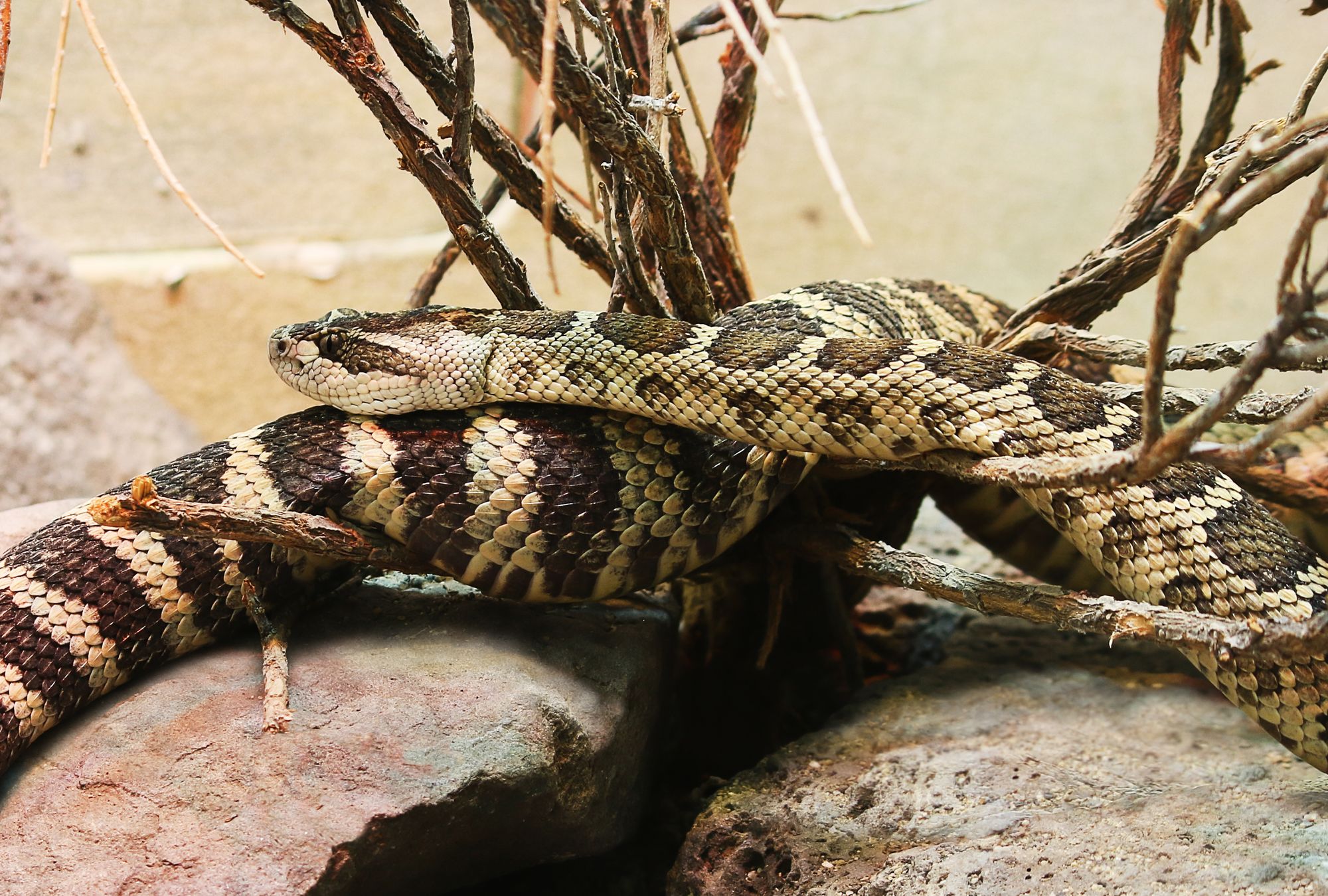 Here's Your Hyperlocal Reminder That Snakes Are Most Active During the ...