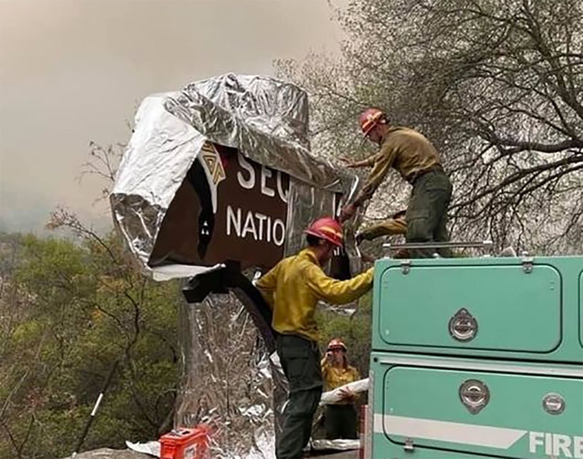 As the Colony Fire Approaches Giant Forest, Sequoias Are Wrapped In Foil
