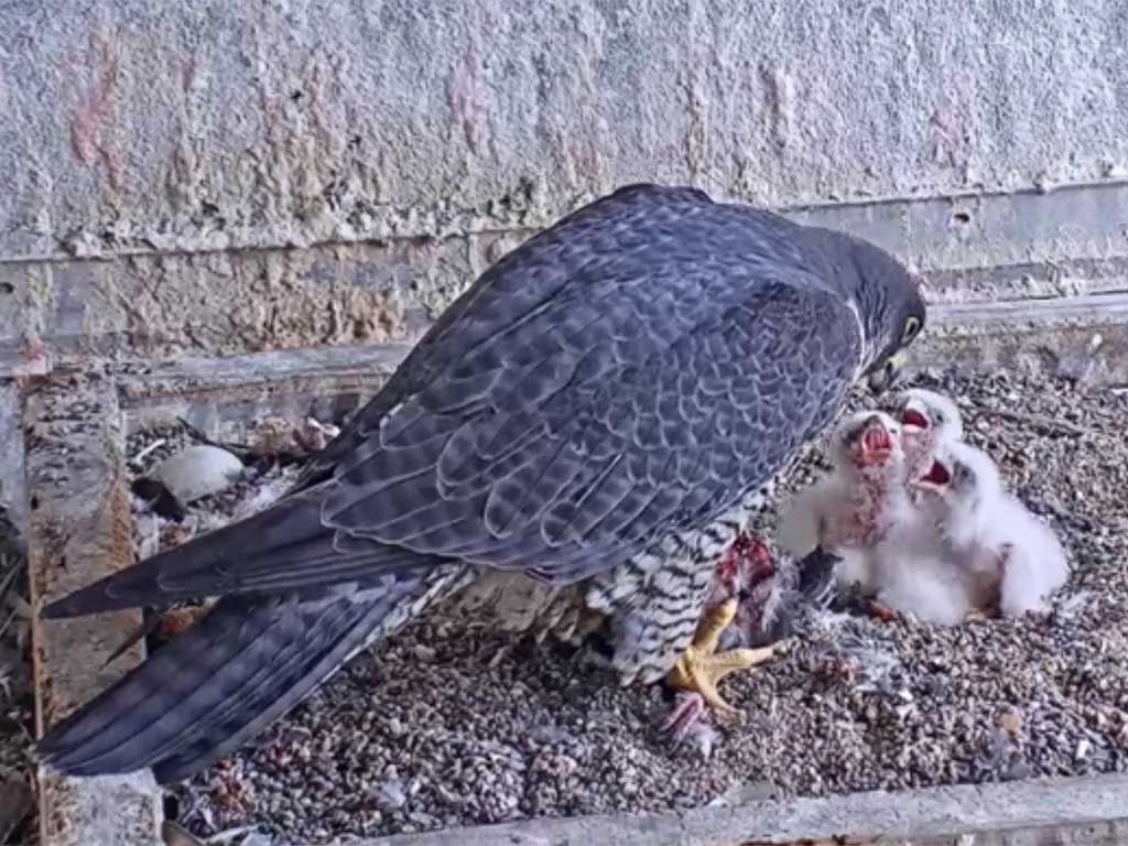 After 15 Years, PG&E's Falcon Cam Will Go Dark Later This Month