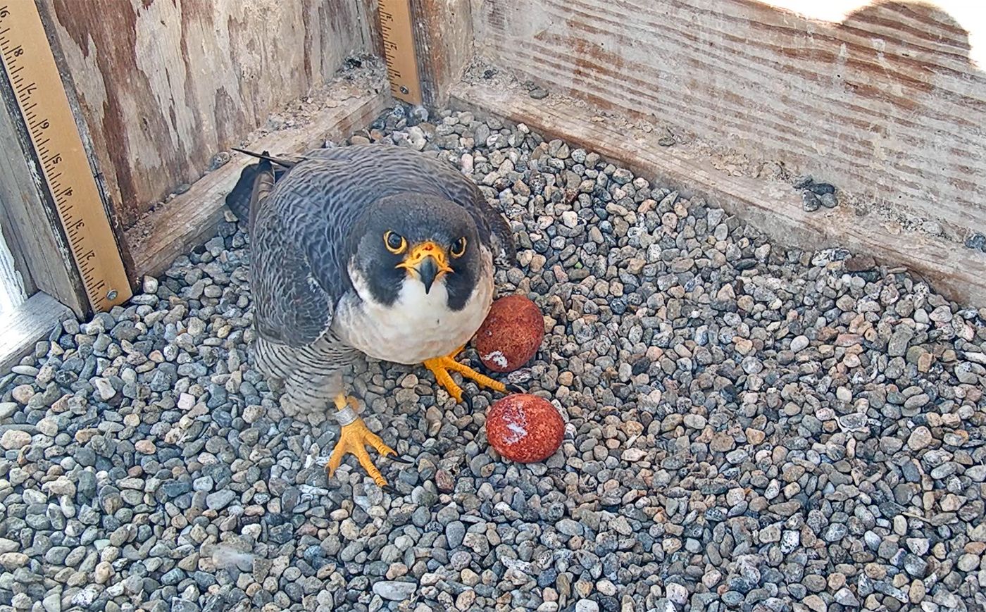 Patriarch Peregrine Falcon in UC Berkeley Campanile Nest Injured In a Fight