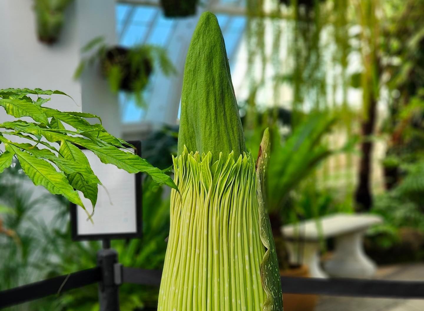 [Update] One of the Conservatory of Flowers' Corpse Flowers Is Now In Bloom