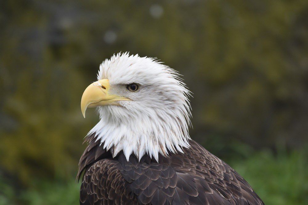 Saturday Links: Senior Bald Eagle at SF Zoo Dies at 40 Years Old