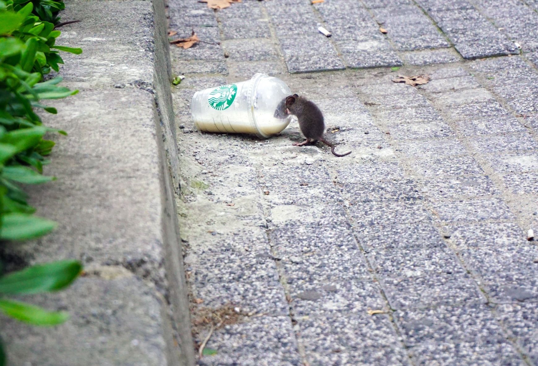 Glen Park Rat Infestations Being Pinned on ‘Birdseed Lady’ Dropping ...