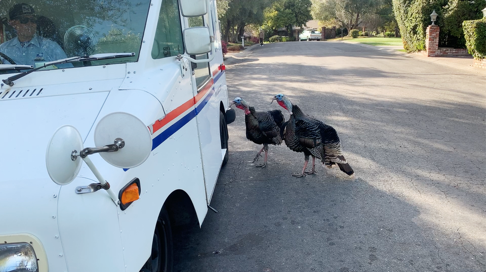 Feathers Flying In Sactown Suburb After Postal Worker Fatally Bludgeons ...