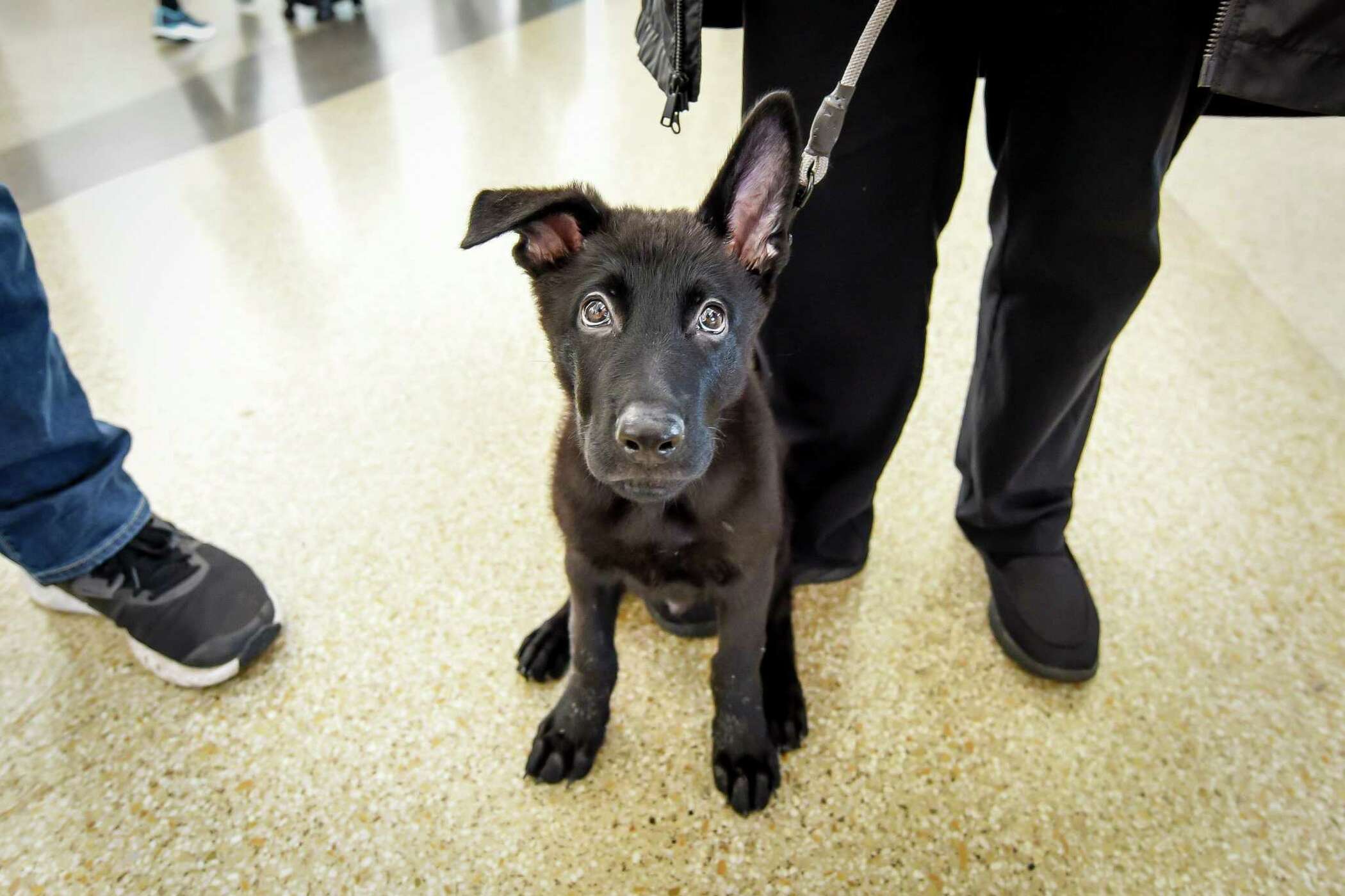 Lil Six Month Old Pup Abandoned At SFO Adopted By Airline Pilot After