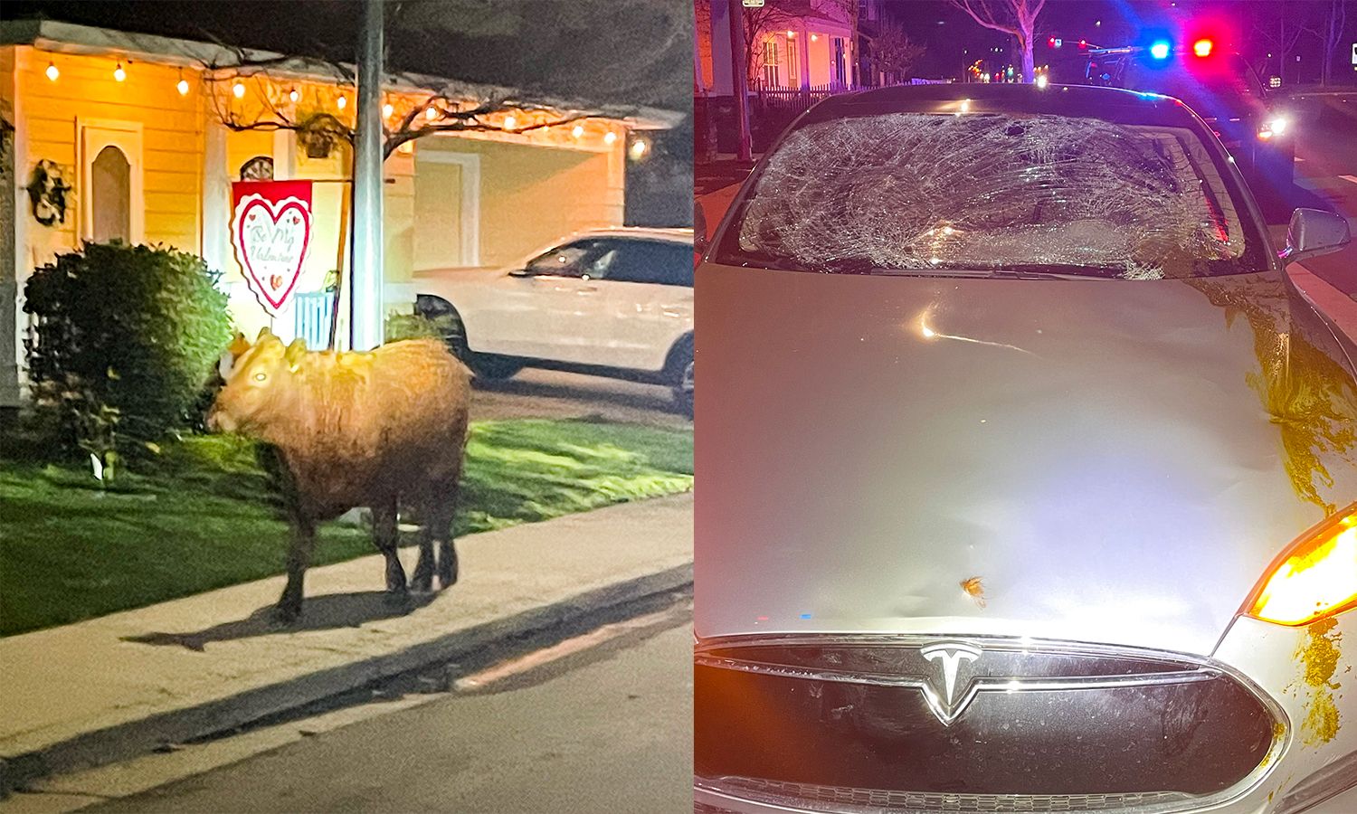 Errant Cow Gets Loose In Pleasanton, Damages Tesla, Creates General Chaos