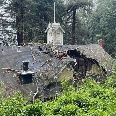 Fallen Tree In Stern Grove Damages SF Landmark Trocadero Clubhouse