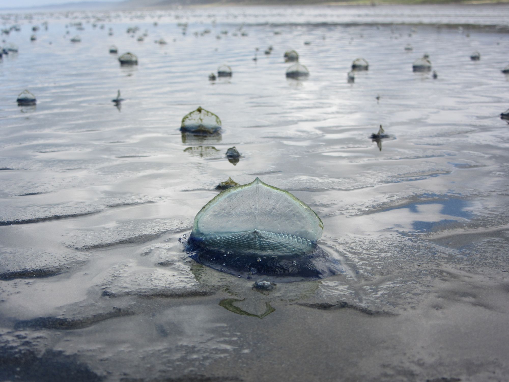 Jellyfish-Like Sea Blobs Showing Up On California Beaches, Could ...