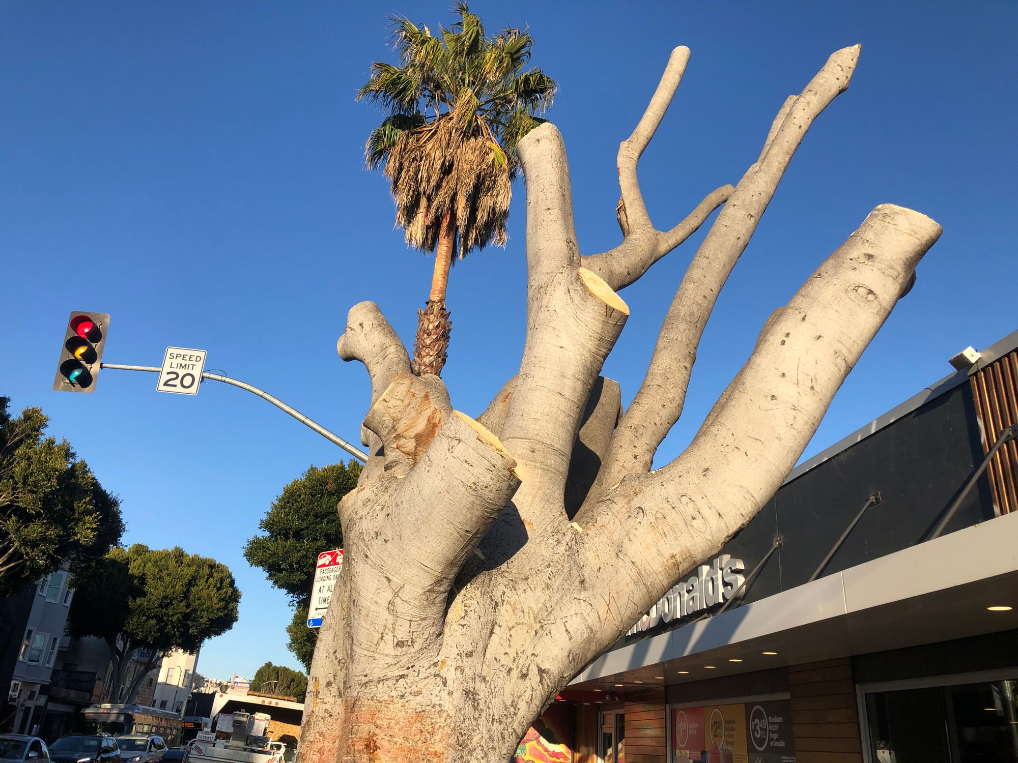 Photos: One of 24th Street’s Largest Ficus Trees Has Been Reduced to ...