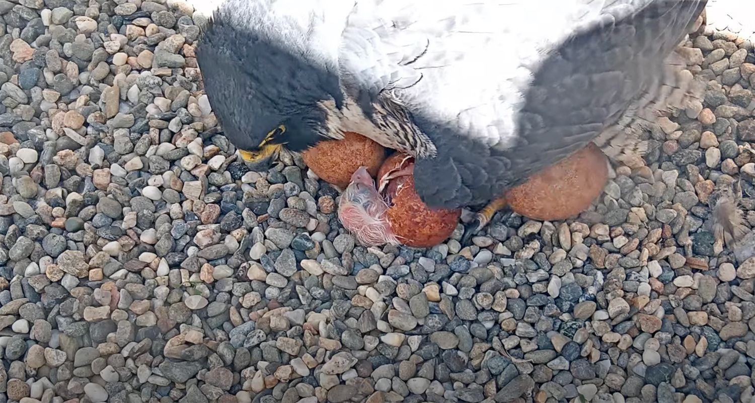 UC Berkeley Falcons Welcome First Hatchling of 2023