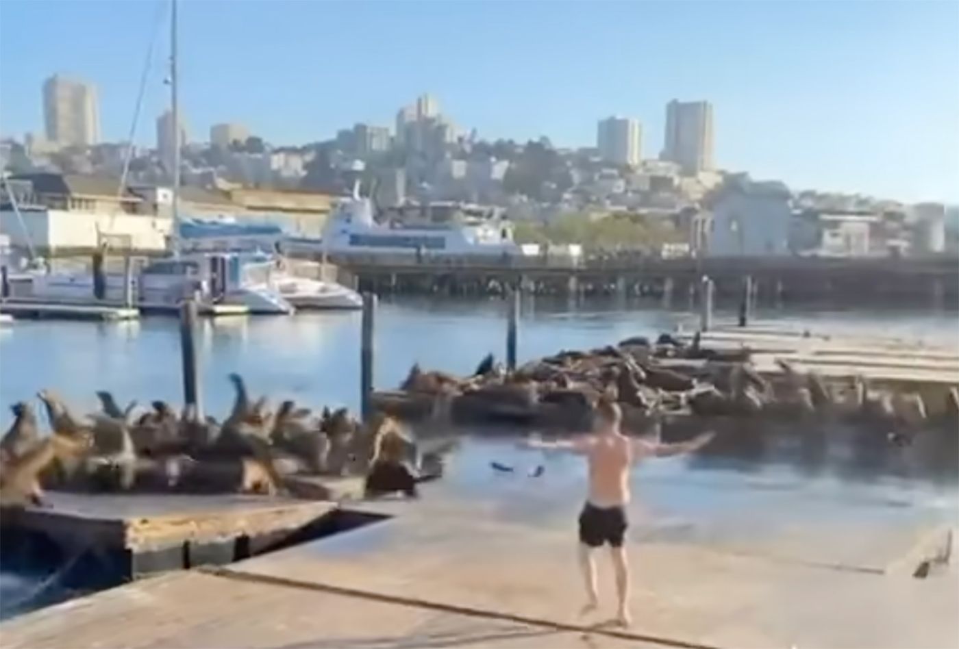 Dude Seen Harassing Pier 39 Sea Lions In Viral Video Being Investigated