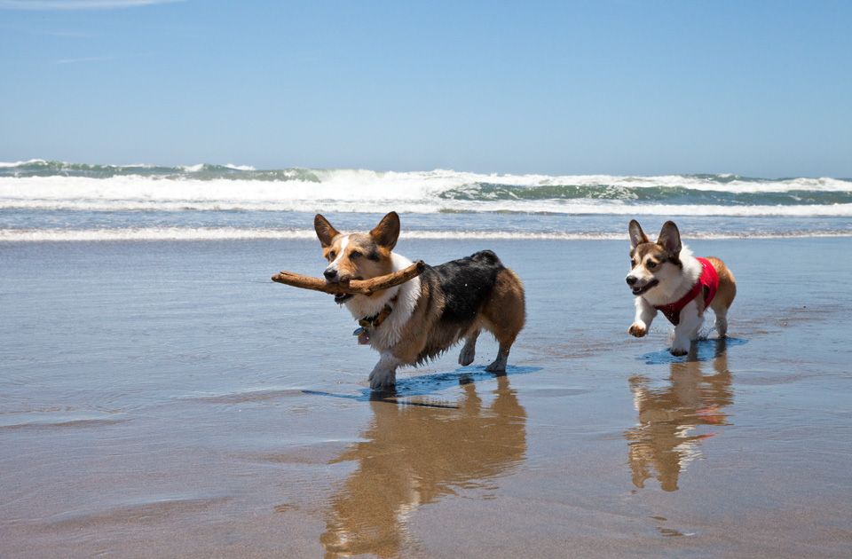 Corgi Con Forced to Leave SF’s Ocean Beach Over 'Regulation Changes ...