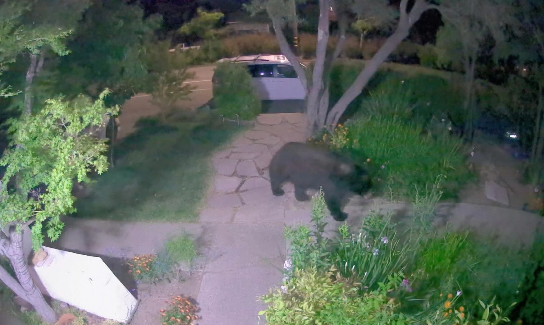 Big Ol’ Black Bear Makes Self Right At Home In Marin County Front Yard