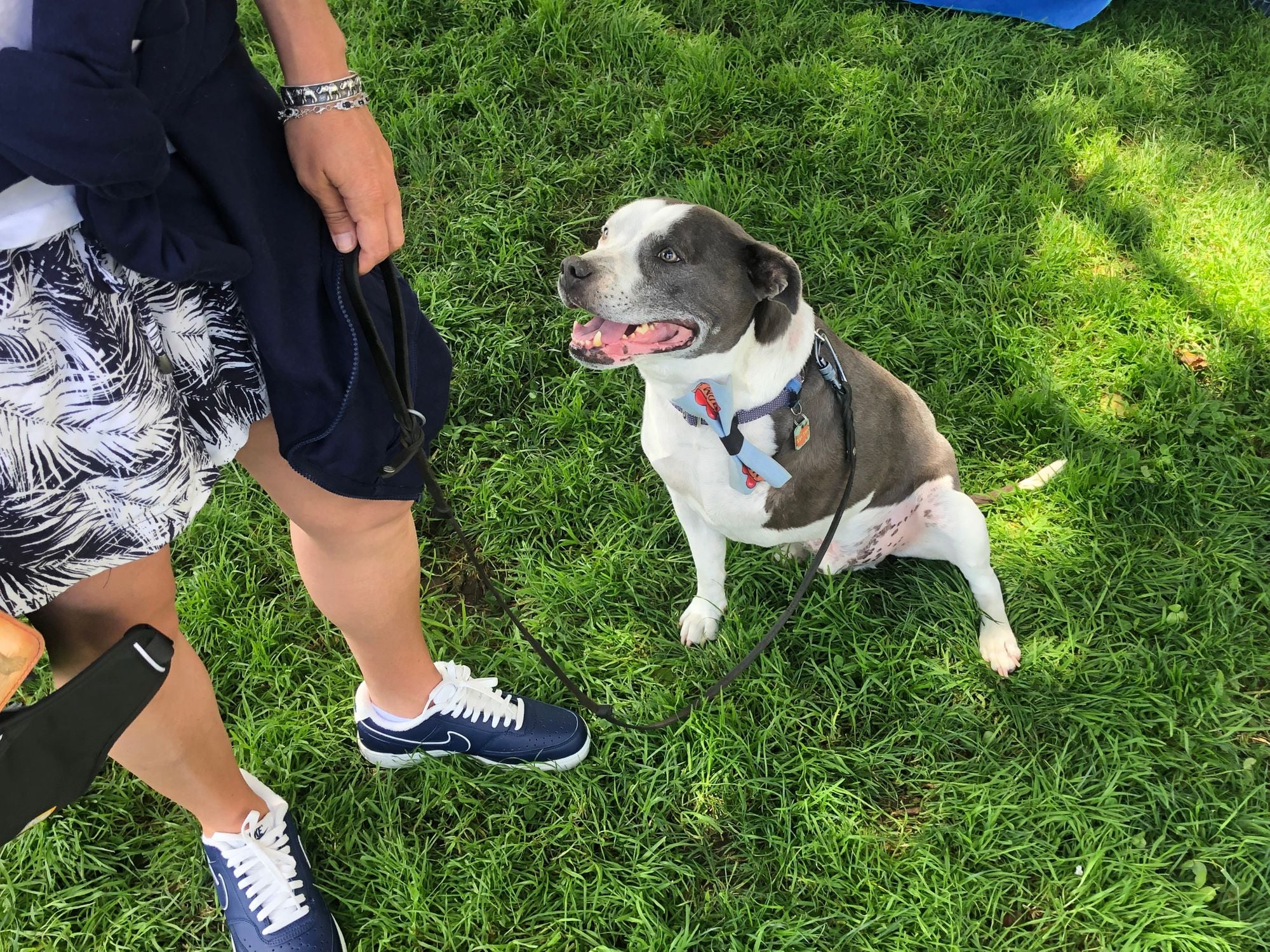 Photos: Three-Legged Dogs Again Take Over Duboce Park For Annual Three ...
