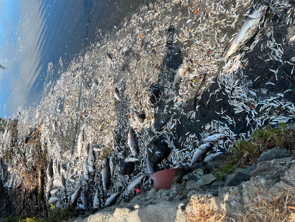 Fish Beware, Another ‘Red Tide’ Toxic Algae Bloom Could Be Coming To ...