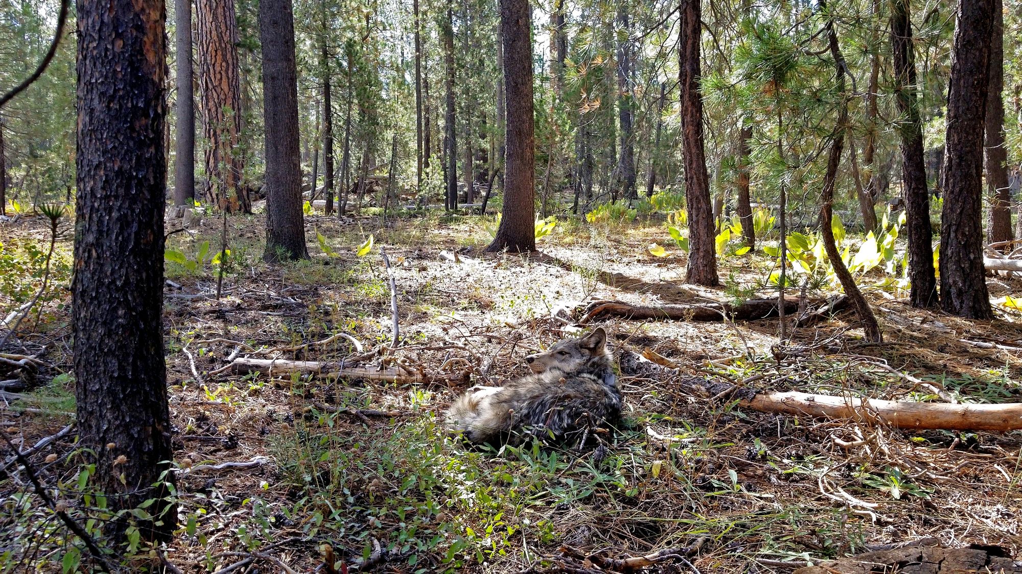 Rare Gray Wolf Pack Emerges in Unlikely Southern Sierra Nevada Habitat ...