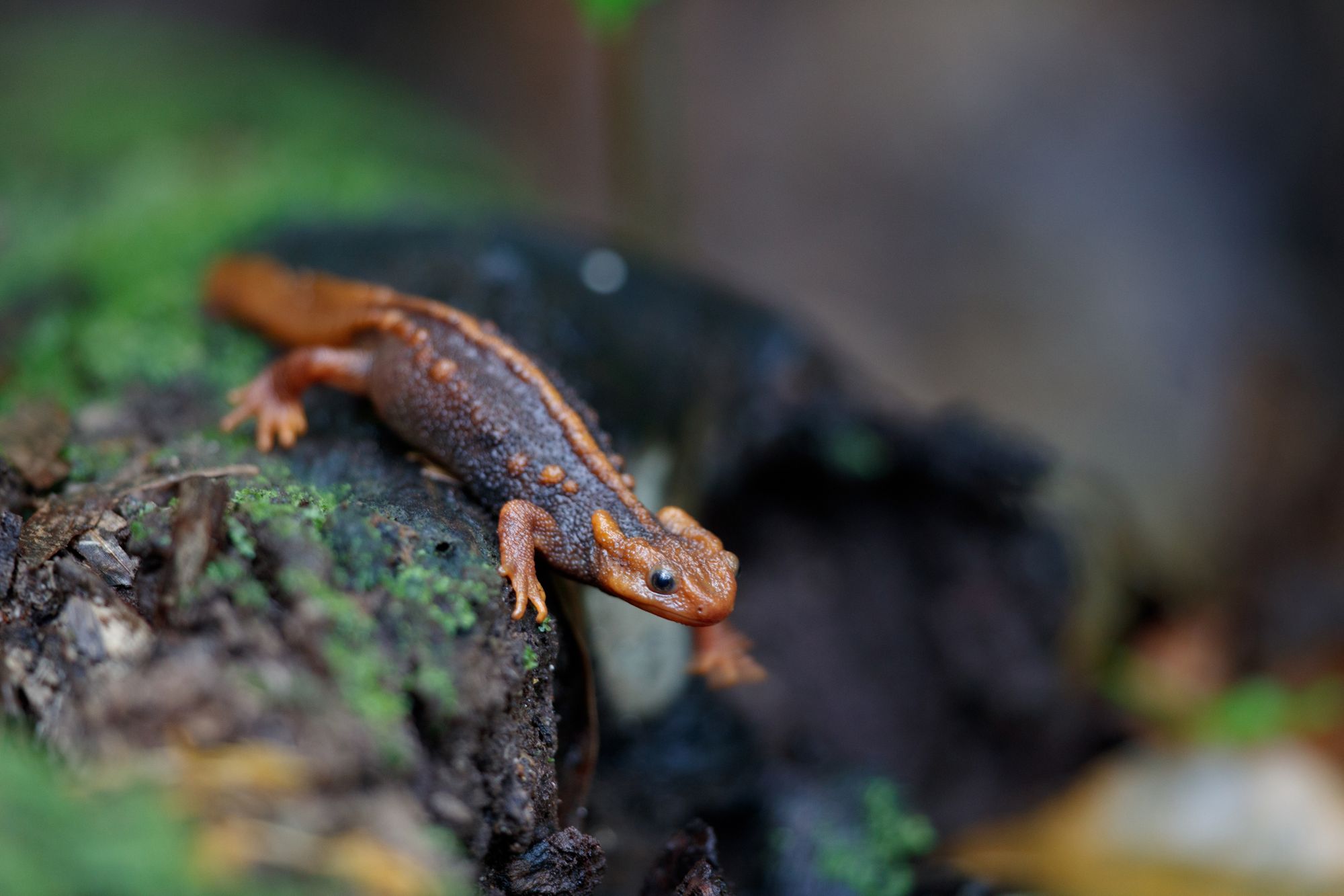 It’s a ‘Banner Year for Baby Newts’ as Newt Crossing Season is in Full Swing in Bay Area