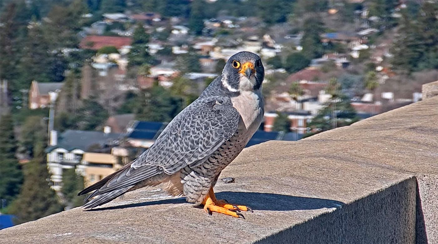 Berkeley Falcon Annie Has, Yet Again, Taken a New Mate, Naming Contest ...