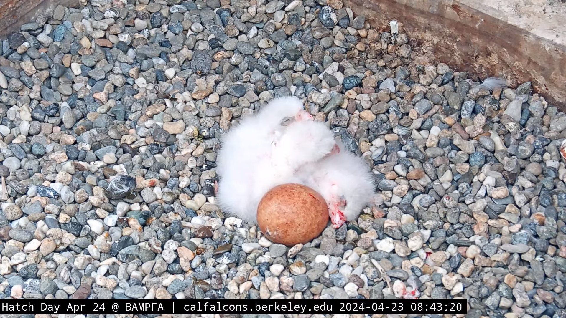 Day Around the Bay: Third Baby Falcon Chick Hatches Atop Berkeley Clock ...