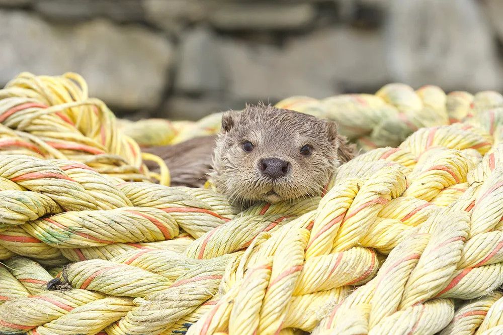 After Last Summer's Santa Cruz Otter Sensation, SFFILM Festival Brings ...