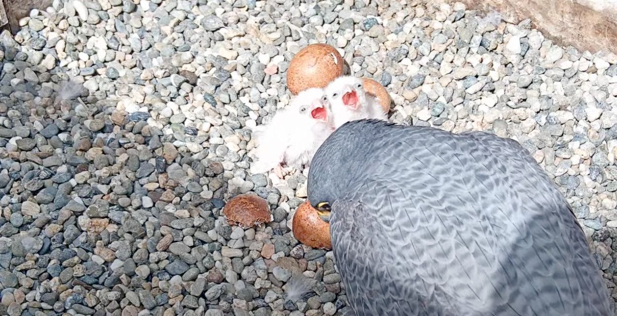Photos: Two Baby Falcon Chicks Hatch on Berkeley Falcon Cam, and on ...