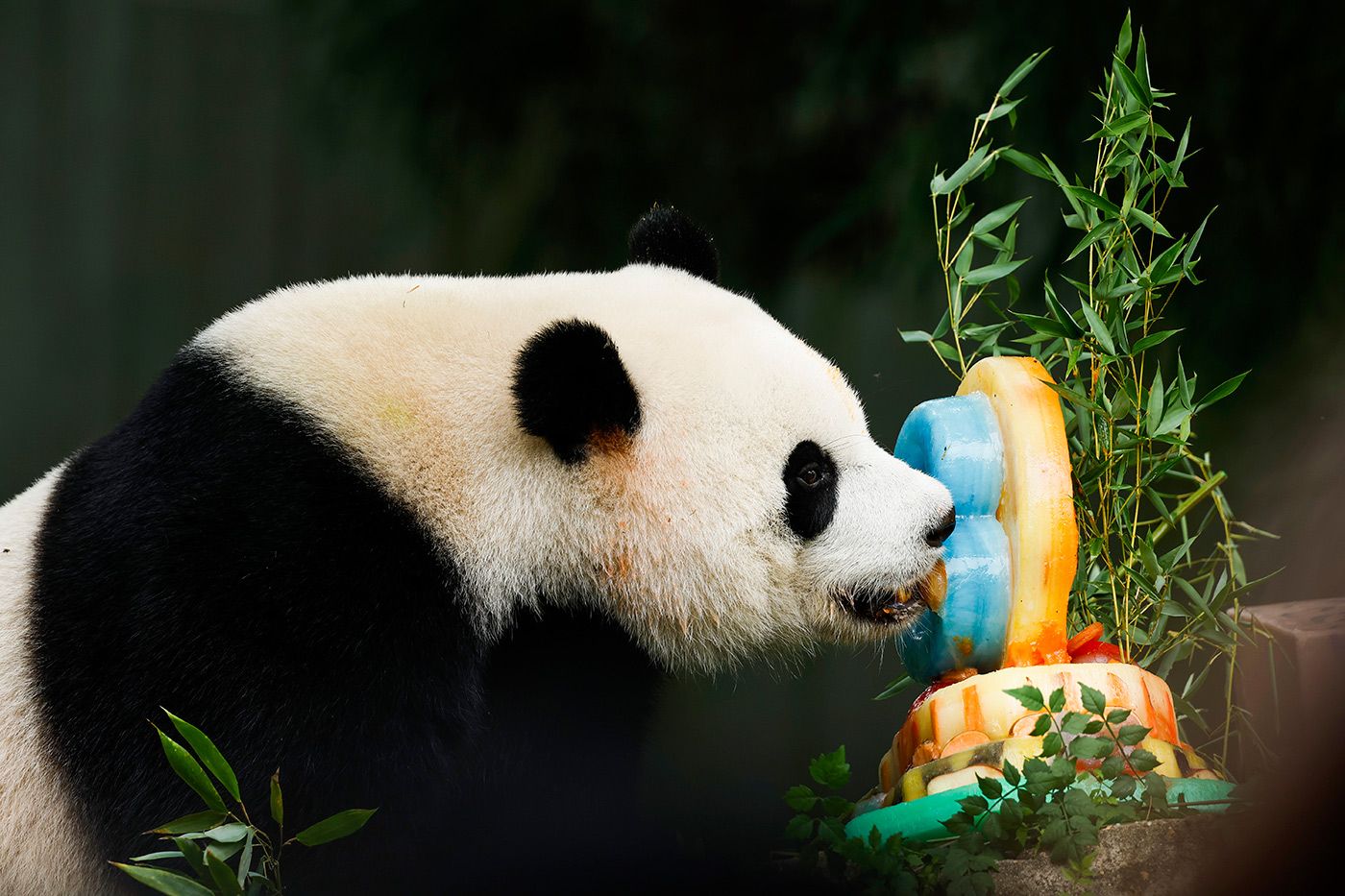 SF Zoo to Receive Panda Loan From China