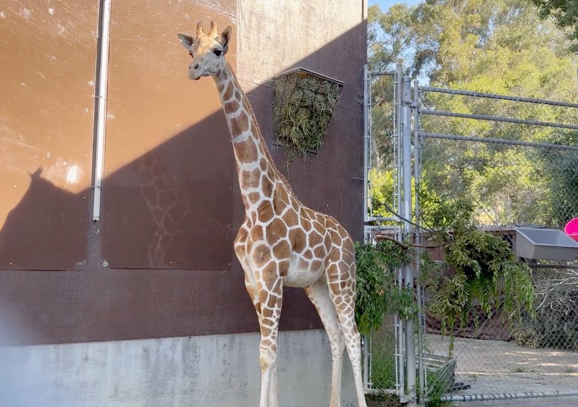 Naming Contest Underway for Handsome Boy Giraffe Who Just Arrived at ...