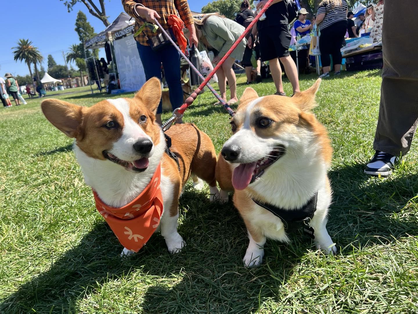 Photos: Corgi Con Celebrated Its 10th Anniversary Saturday at Alameda ...