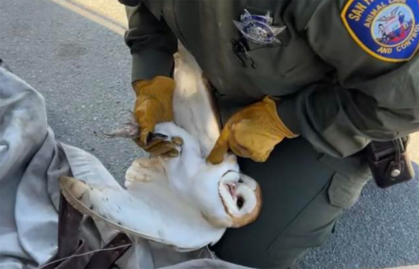 Day Around the Bay: SF Animal Care Rescues Barn Owl Caught In Kite Line