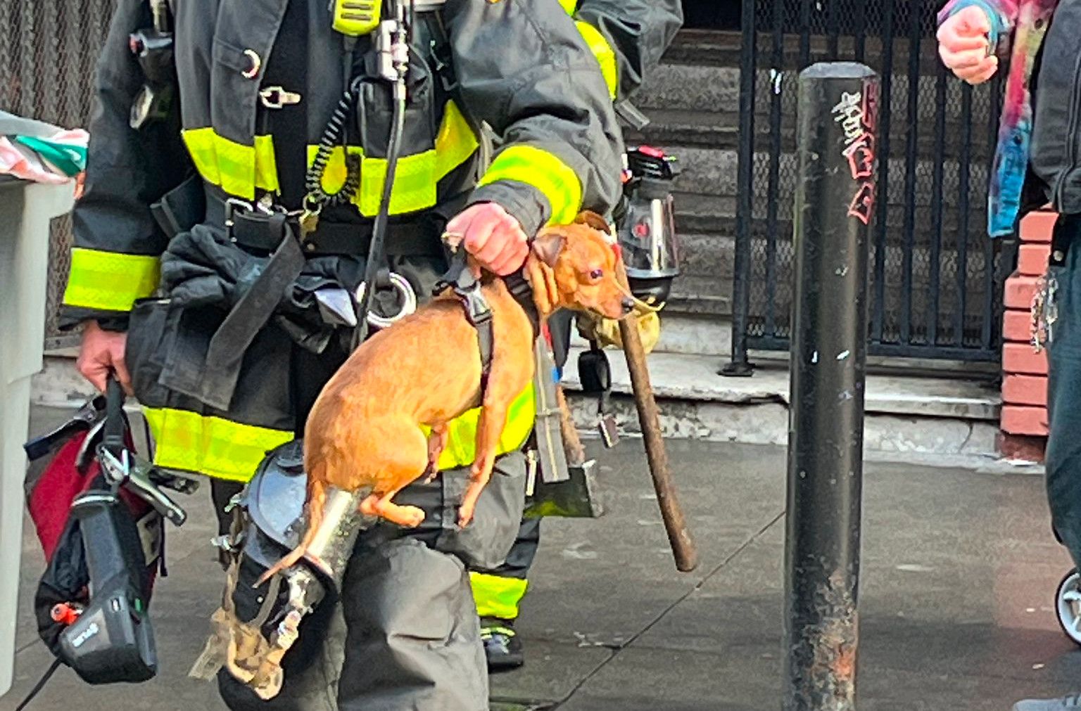 SFPD Rescues Two Dogs From SoMa Apartment After Apparent Battery Fire