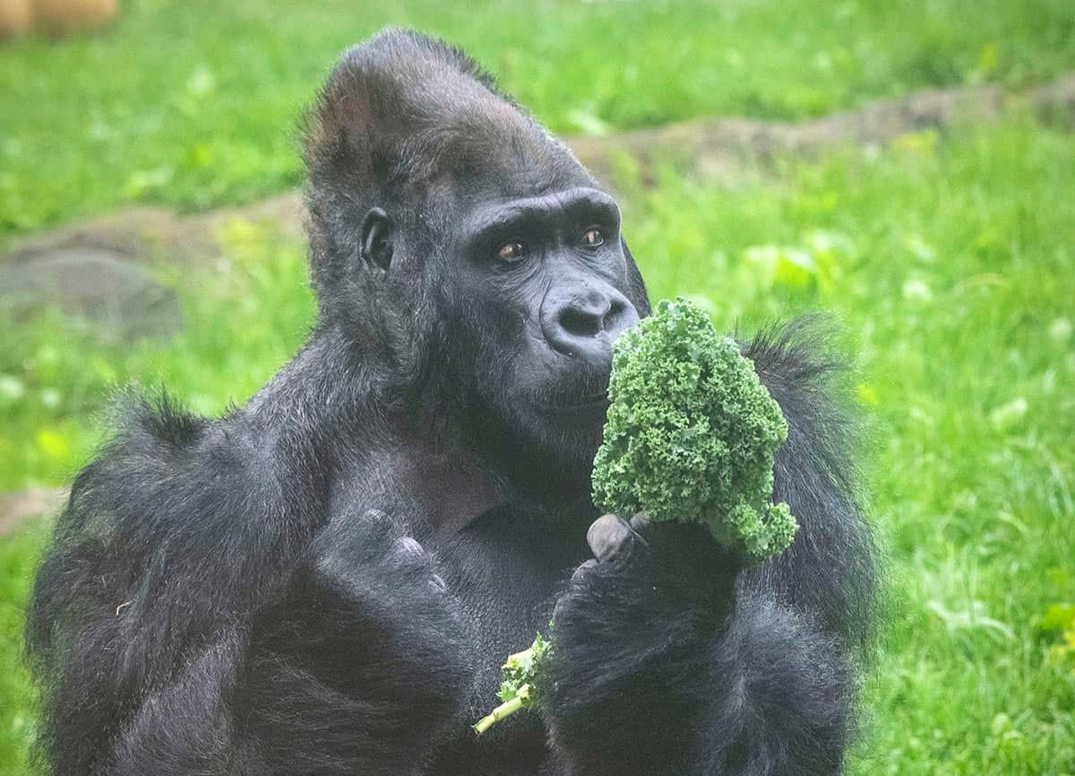 SF Zoo’s Last Remaining Male Gorilla, Oscar Jonesy, Has Died at Age 43